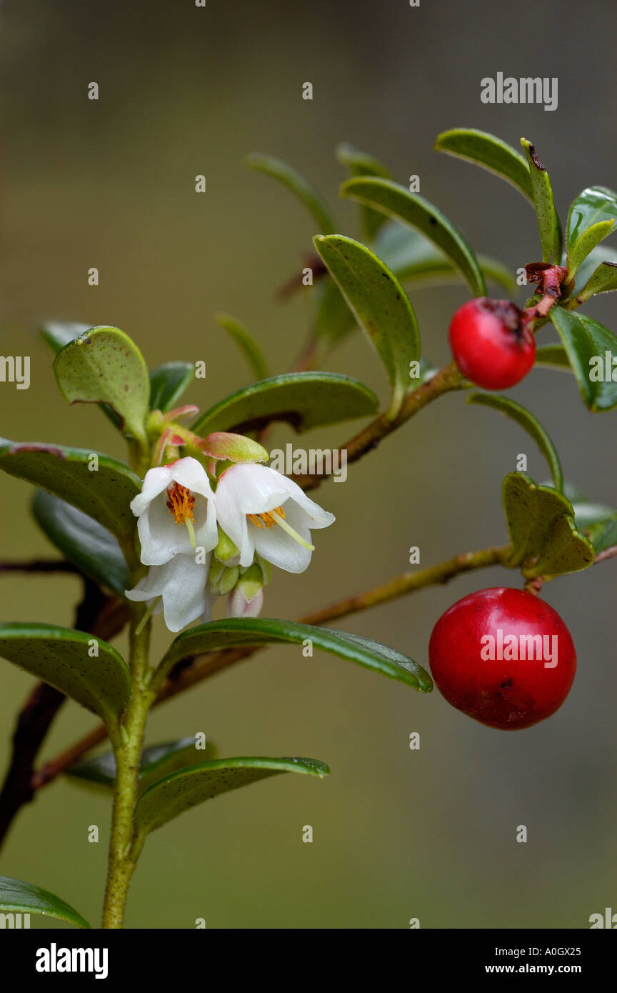 Flowers of cowberry hi-res stock photography and images - Alamy