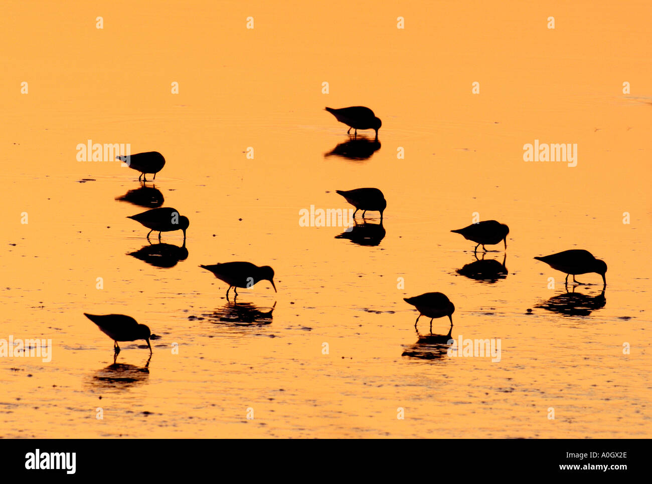 Tidal mudflats coast birds waders bird hi-res stock photography and ...