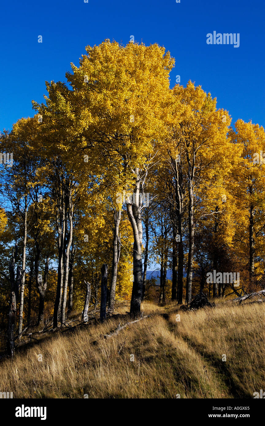 Aspen tree species hi-res stock photography and images - Alamy