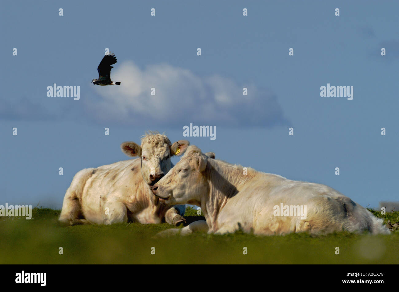 Lapwing flying field hi-res stock photography and images - Alamy