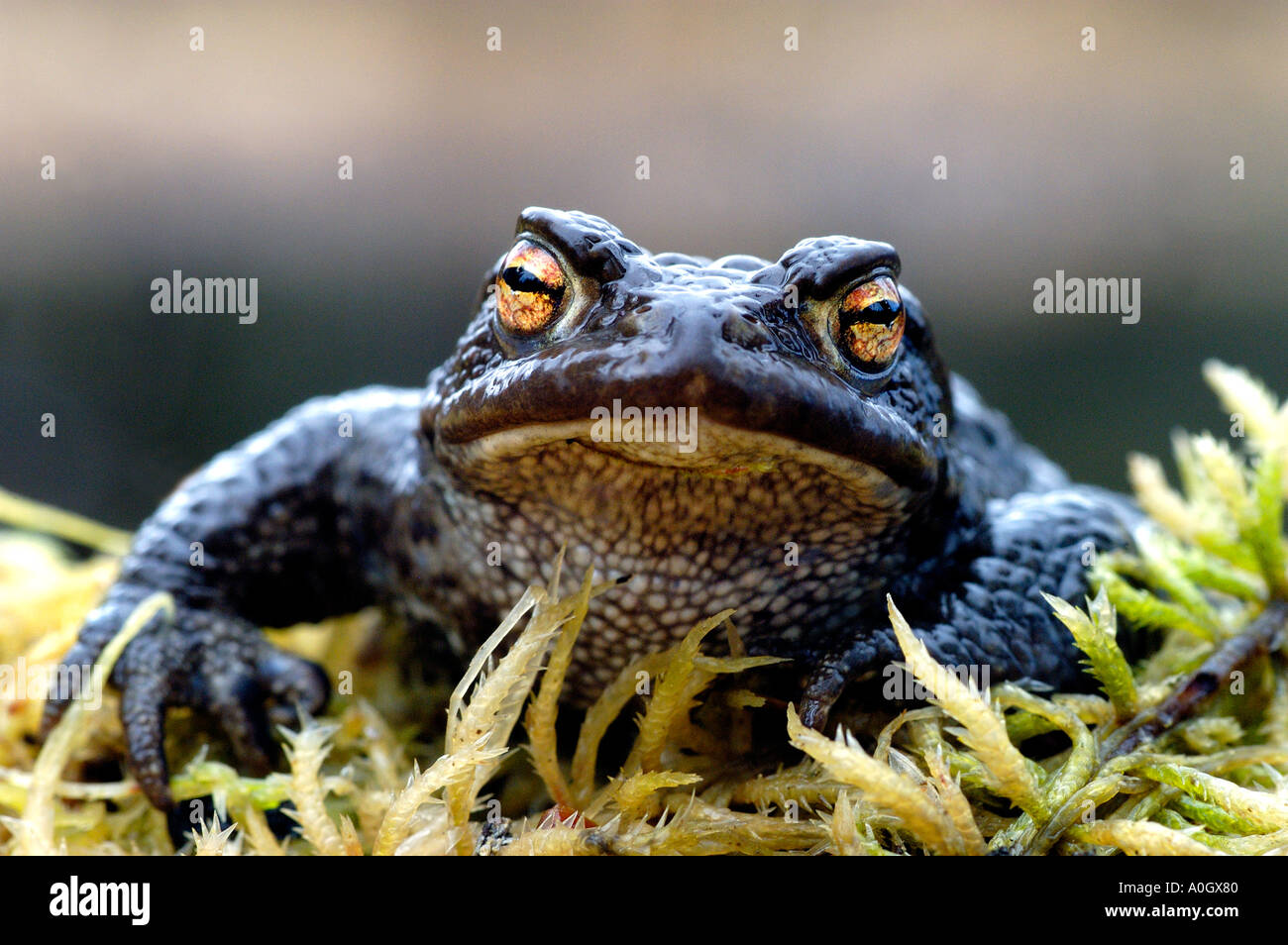 eyeball to eyeball with a common toad with attitude Stock Photo - Alamy