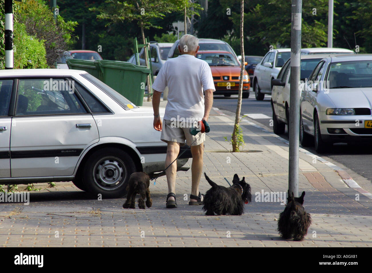 Old man walking the dogs Stock Photo - Alamy
