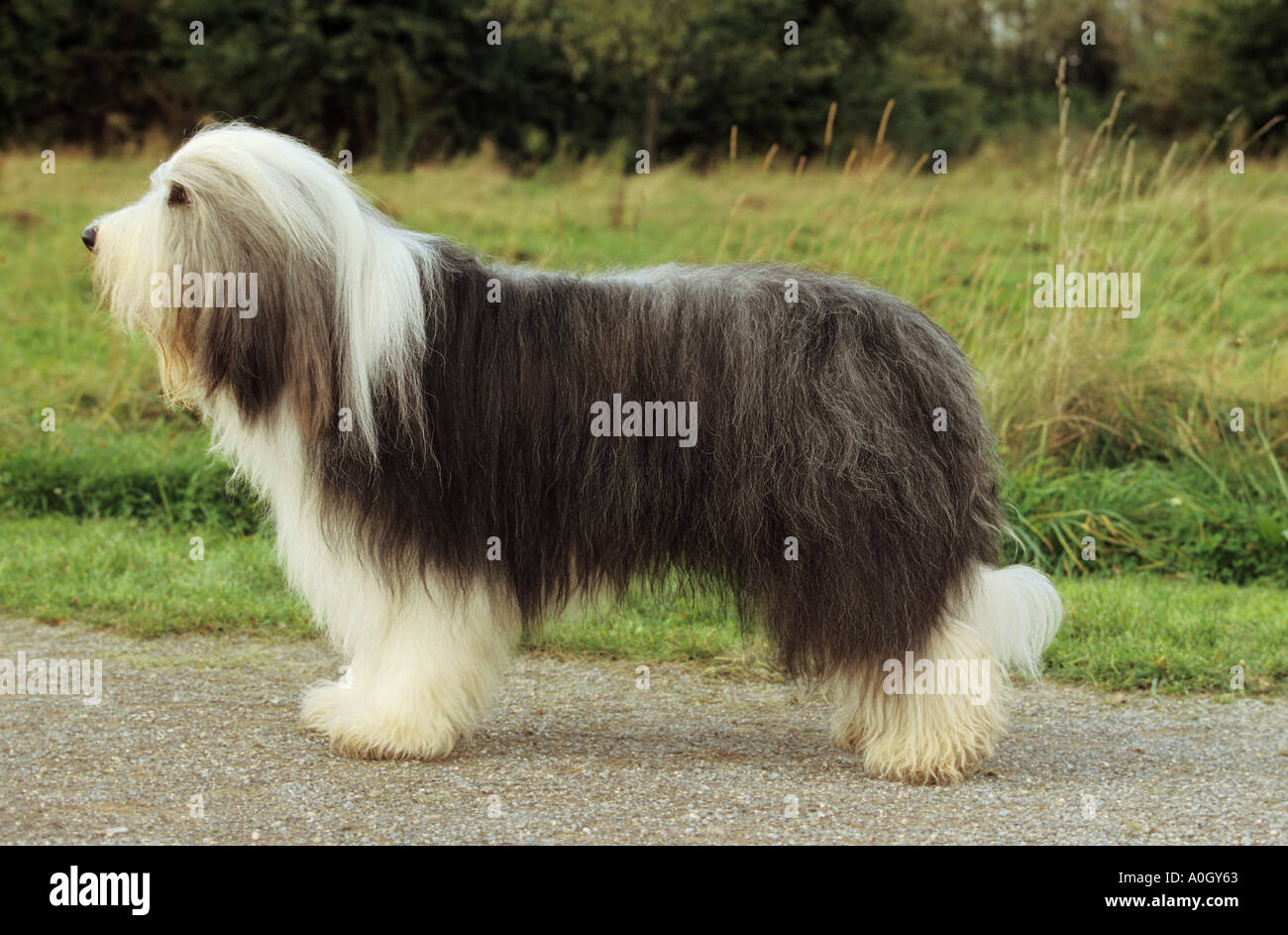 Bearded Collie. Adult dog standing, seen side-on Stock Photo - Alamy