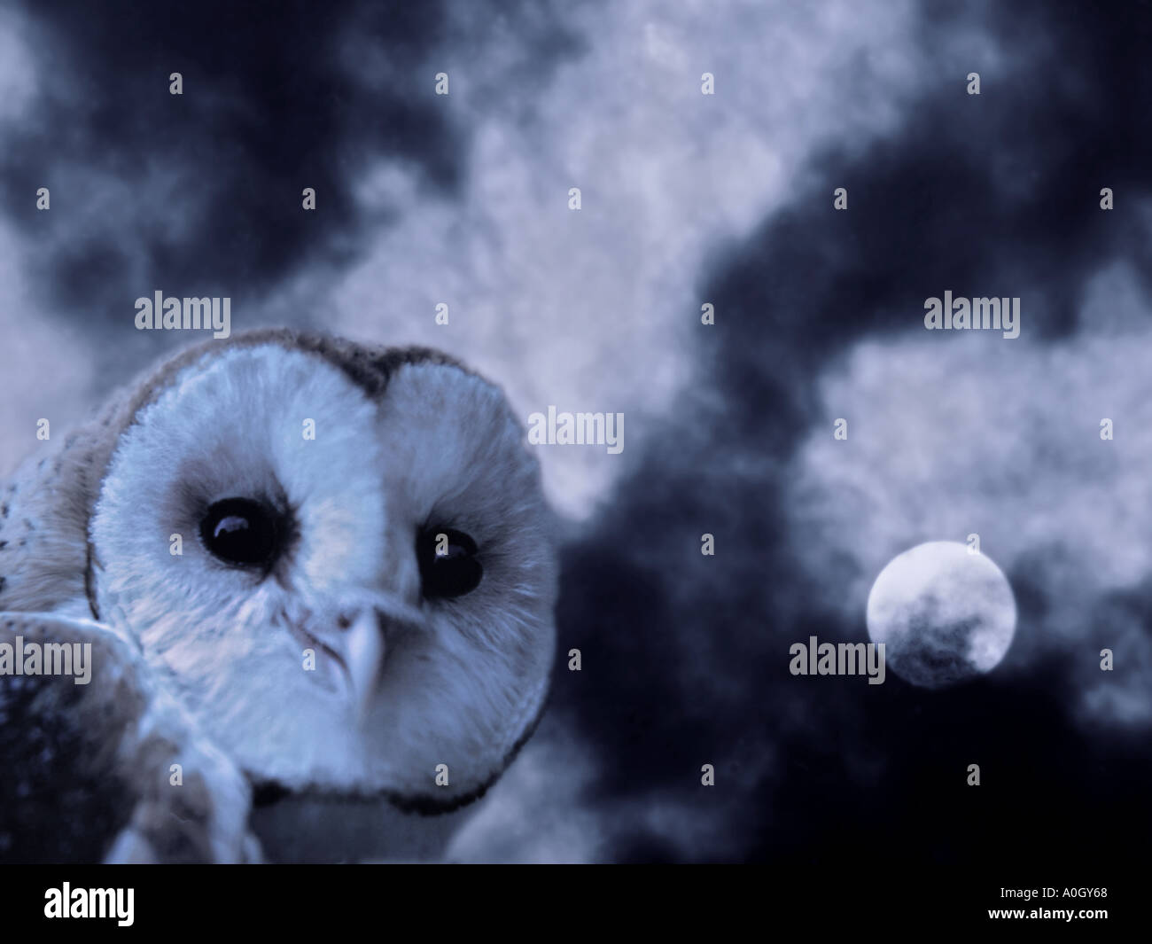 Owl moon hi-res stock photography and images - Alamy