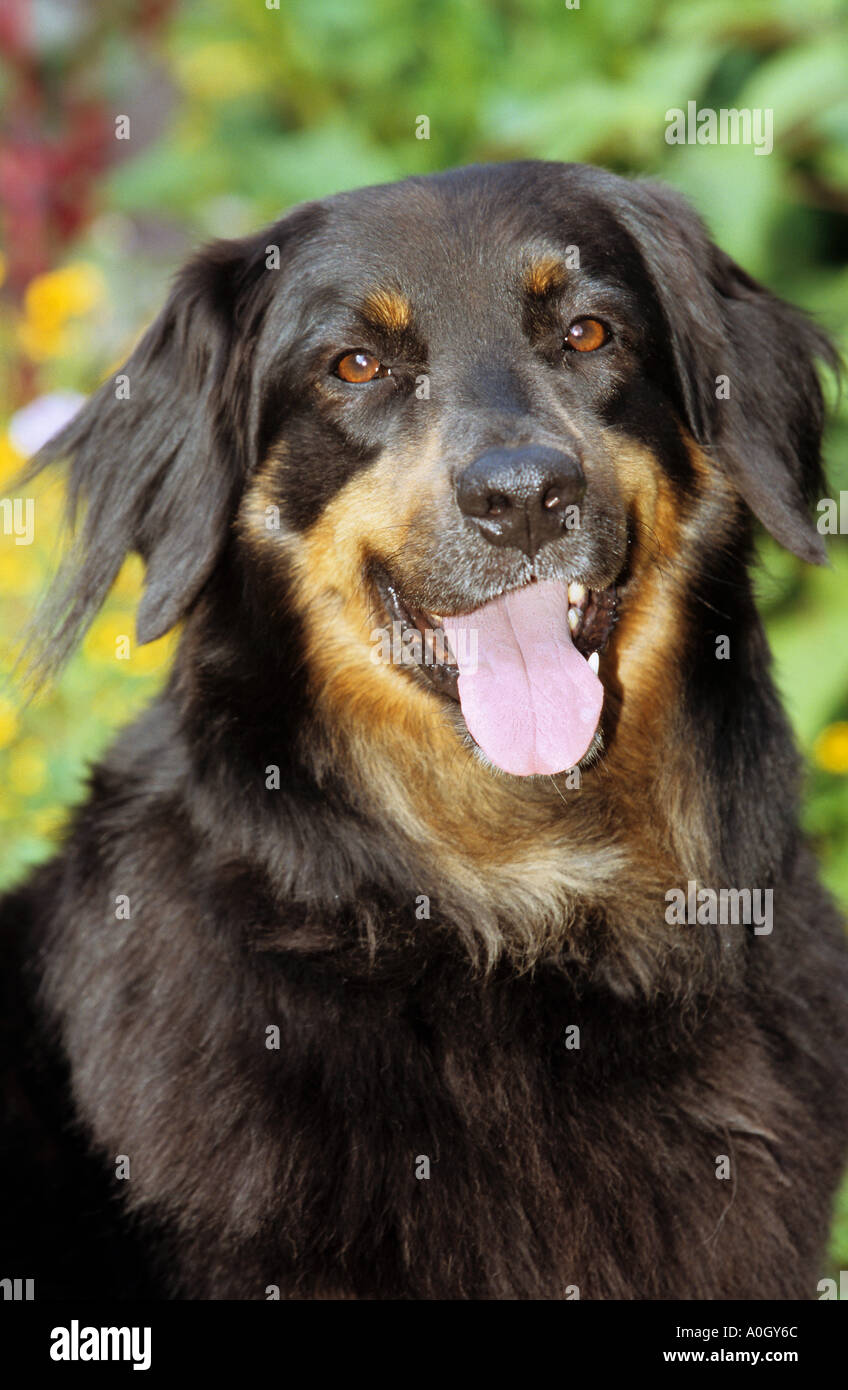 hovawart dog - portrait Stock Photo - Alamy