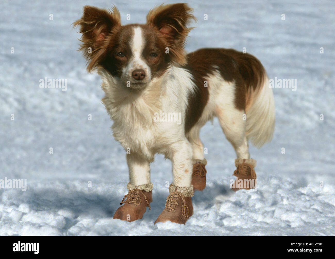 Dog shoes hi-res stock photography and images - Alamy