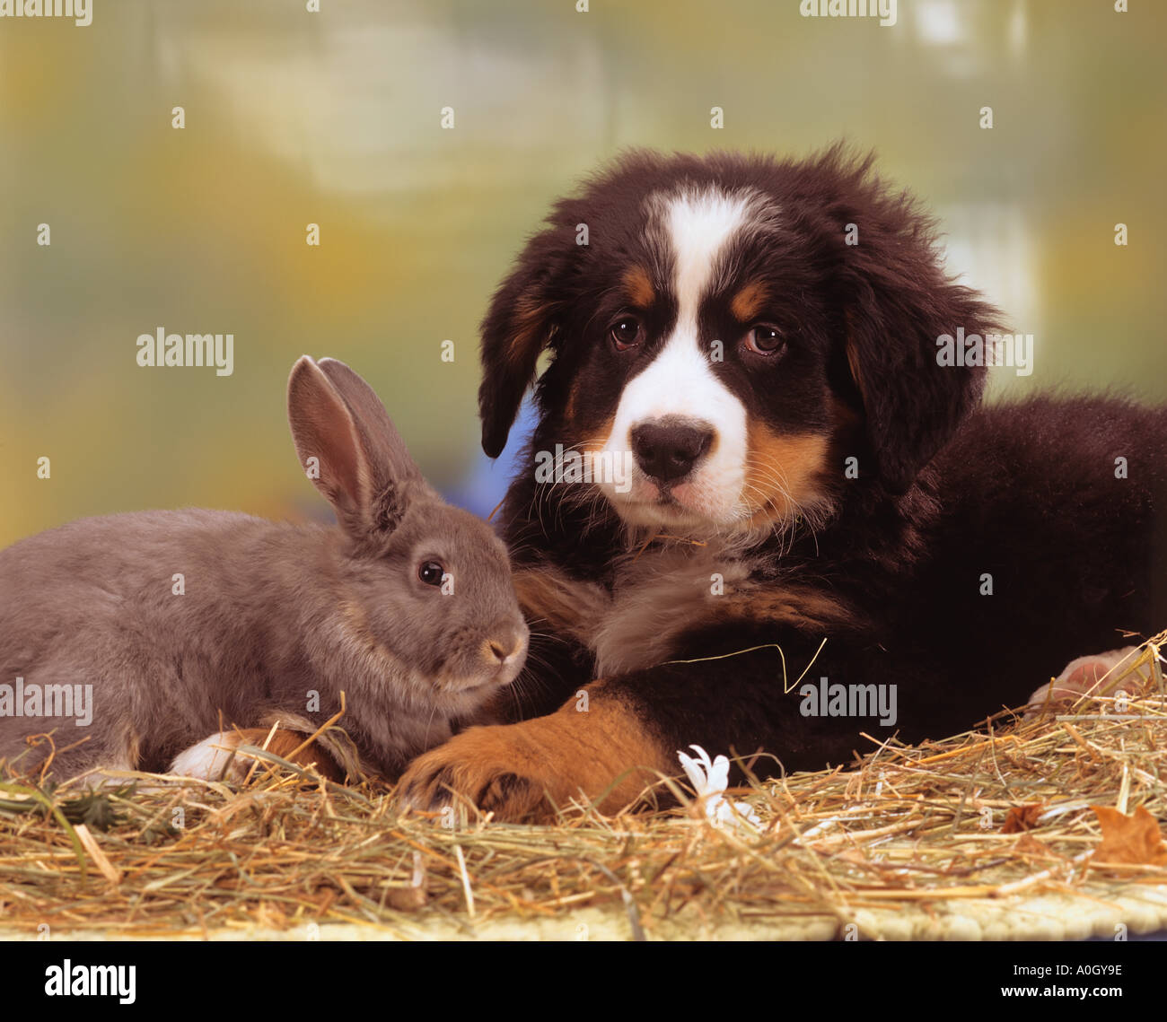 Rabbits Dog High Resolution Stock Photography and Images - Alamy