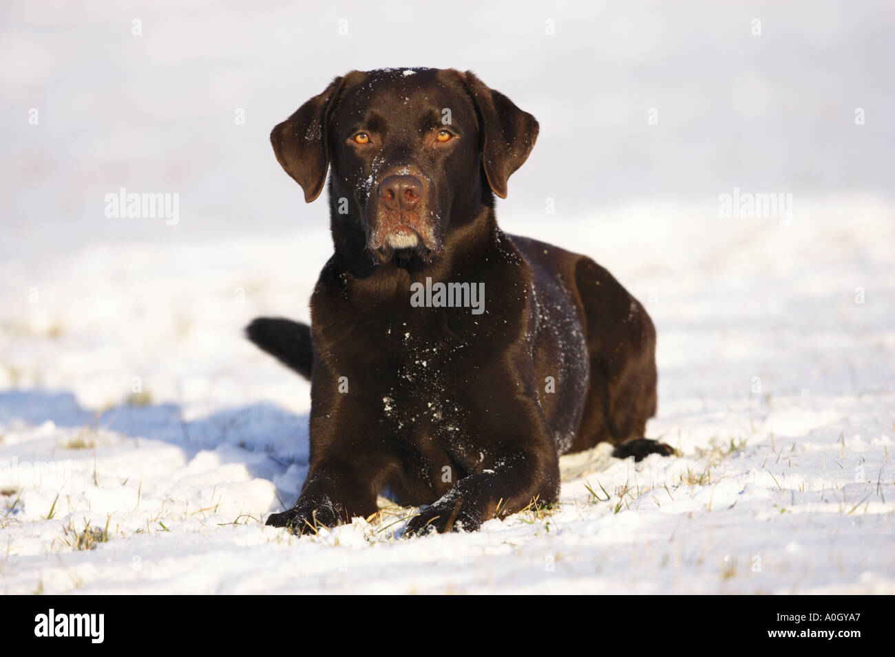 Black labrador lying in snow hi-res stock photography and images - Alamy