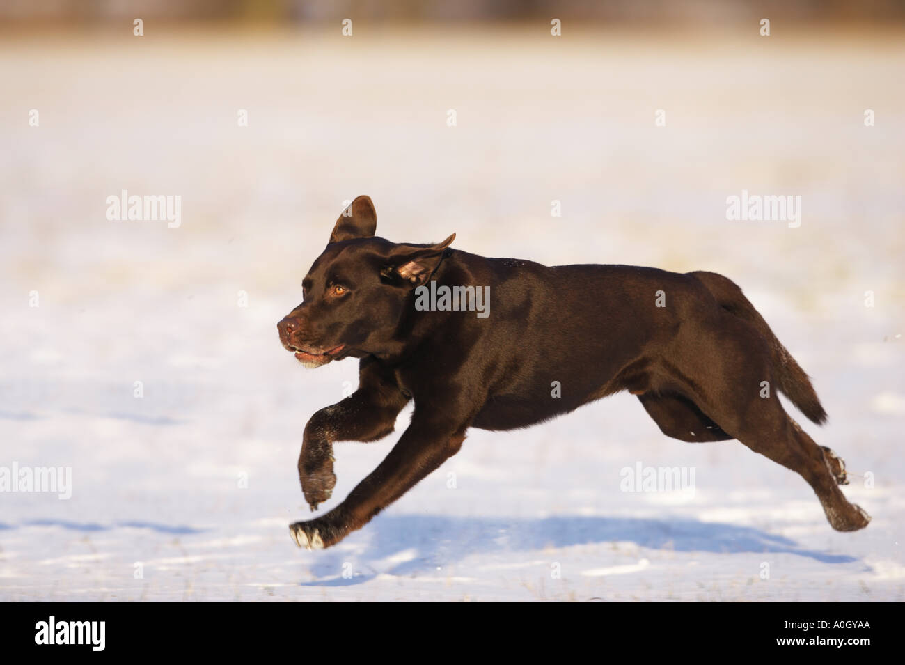 Labrador Retriever dog - running in snow Stock Photo - Alamy