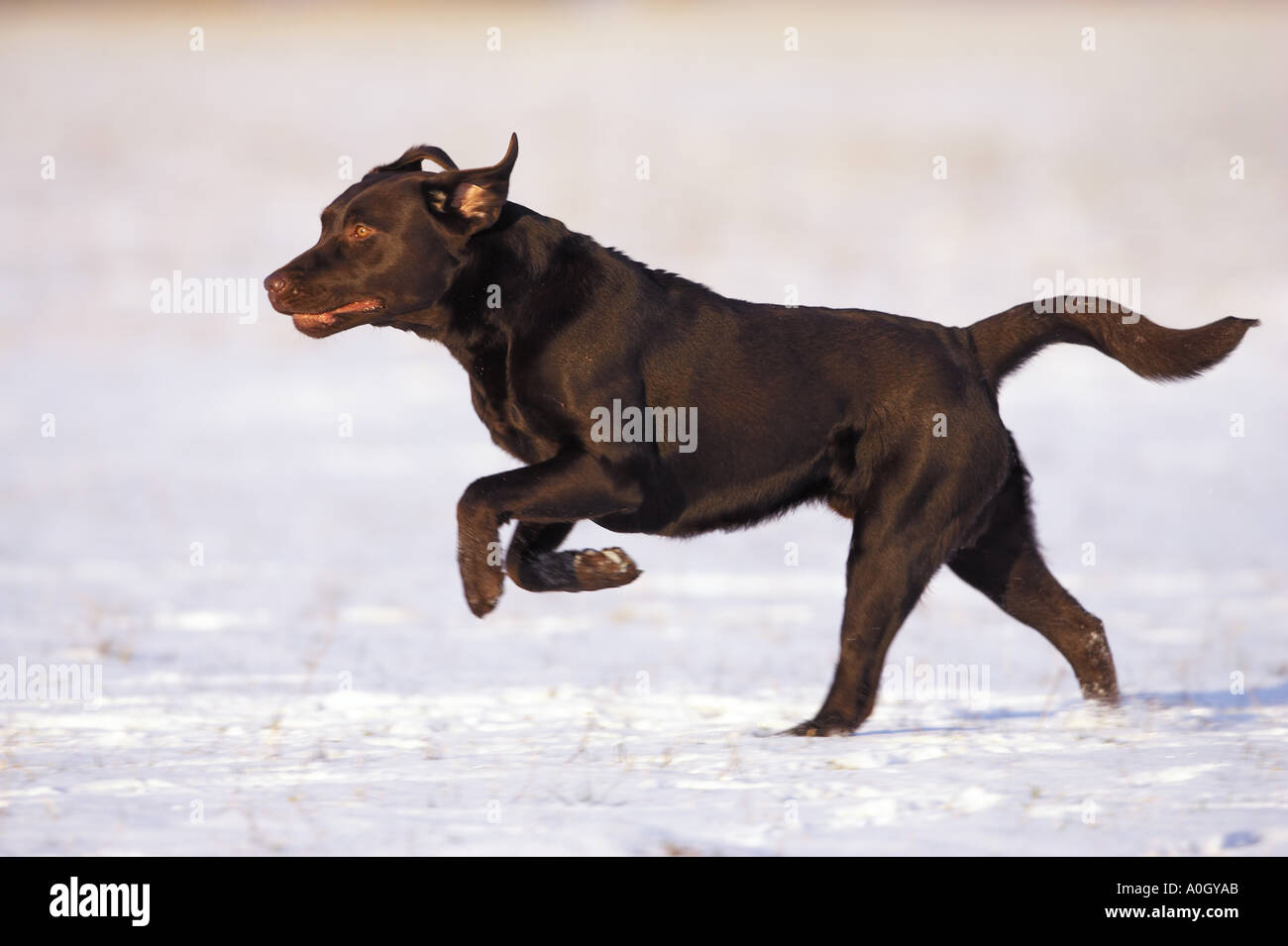Labrador Retriever dog - running in snow Stock Photo - Alamy