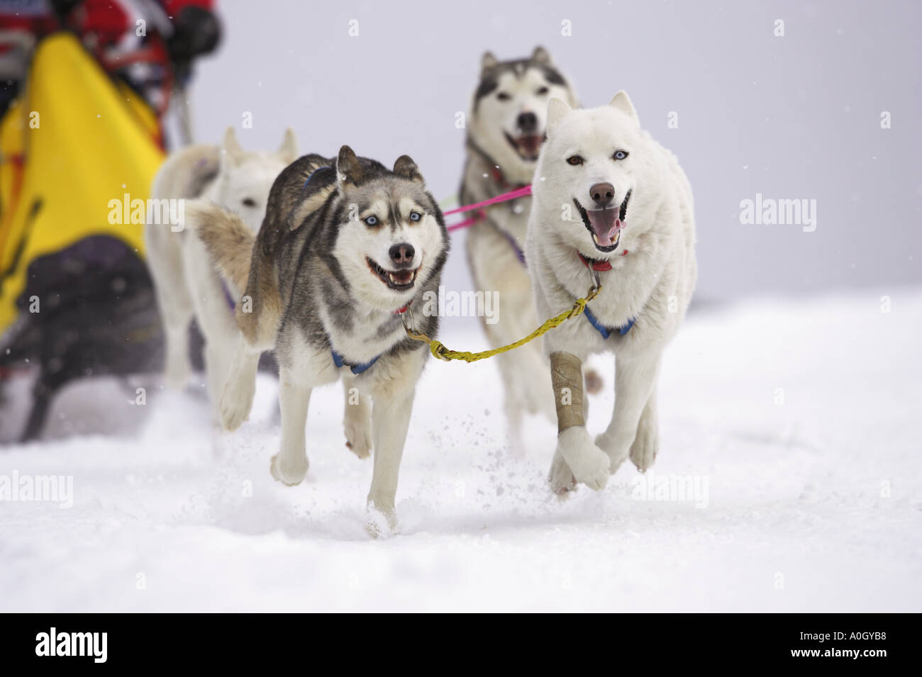 Dash dog hi-res stock photography and images - Alamy