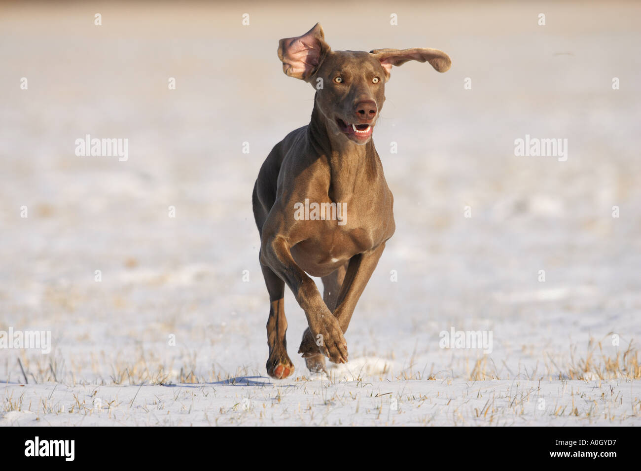 Weimaraner dog - running in snow Stock Photo - Alamy