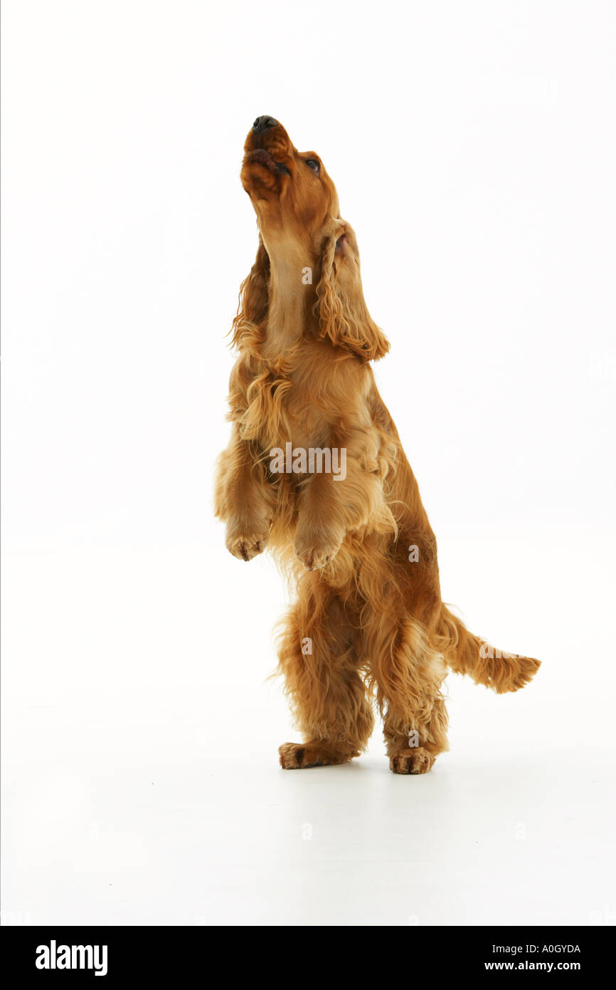 Cocker Spaniel dog - cut out Stock Photo - Alamy