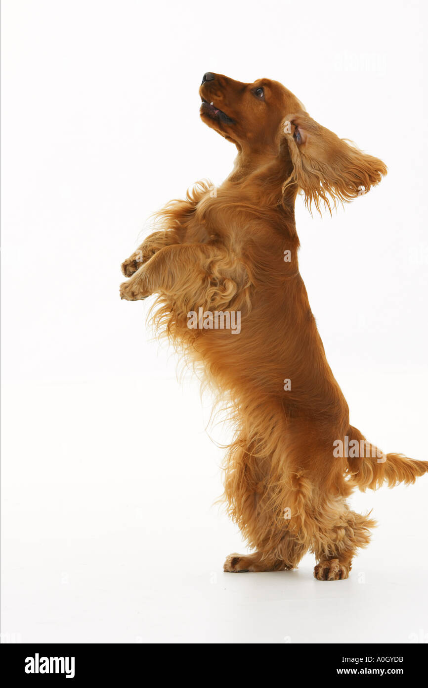 Dog feet pads hi-res stock photography and images - Alamy