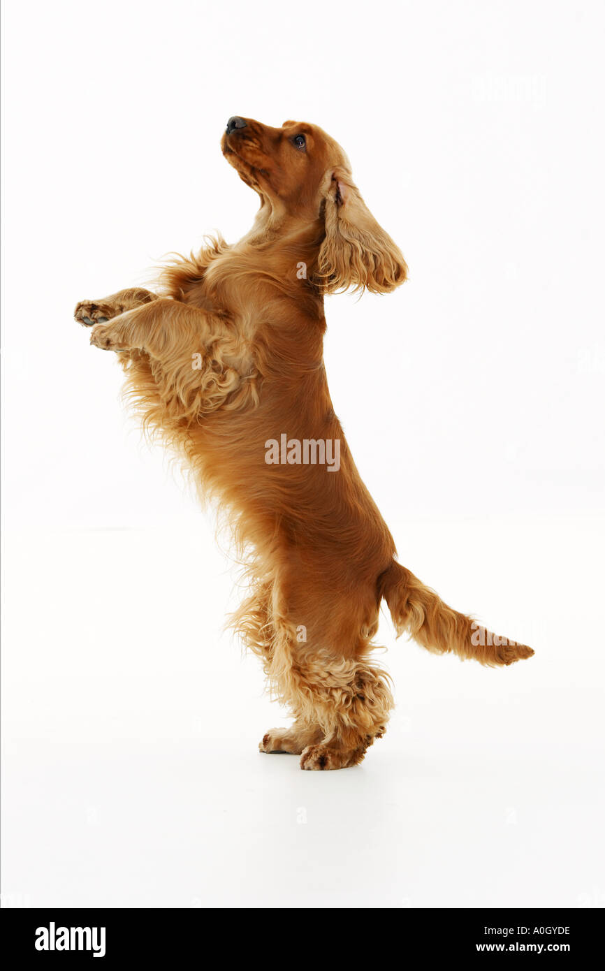 Spaniel and foot hi-res stock photography and images - Alamy