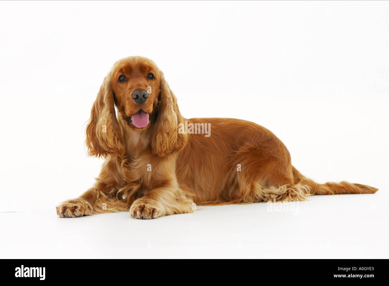 English cocker spaniel tongue Cut Out Stock Images & Pictures - Alamy