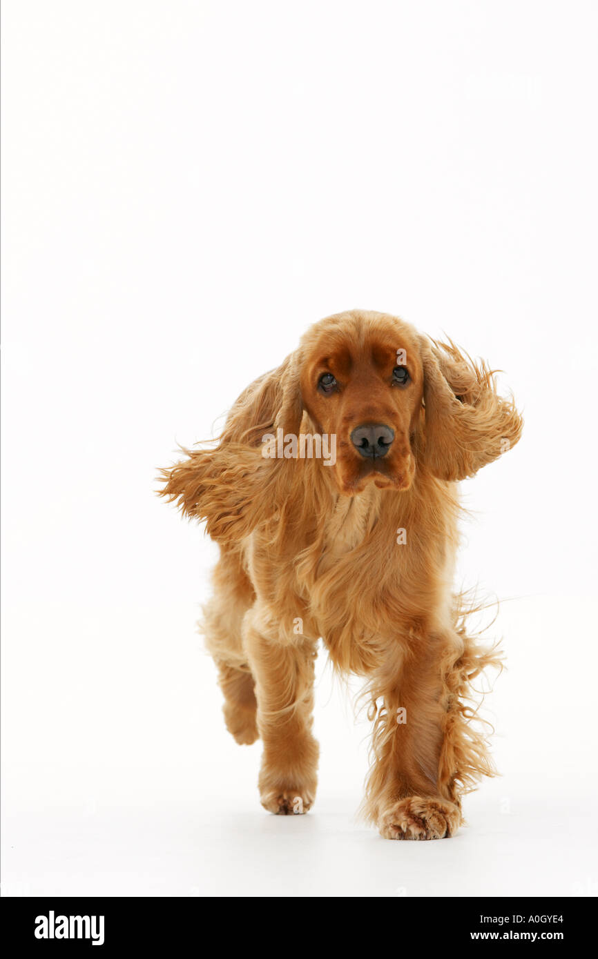 Dogs running cutout hi-res stock photography and images - Alamy