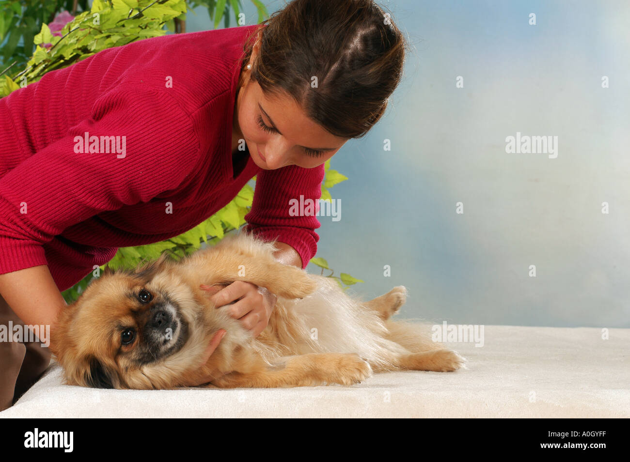 Fondling dog hi-res stock photography and images - Alamy