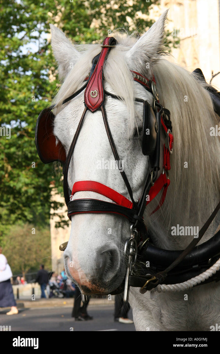 Upright carriage hi-res stock photography and images - Alamy