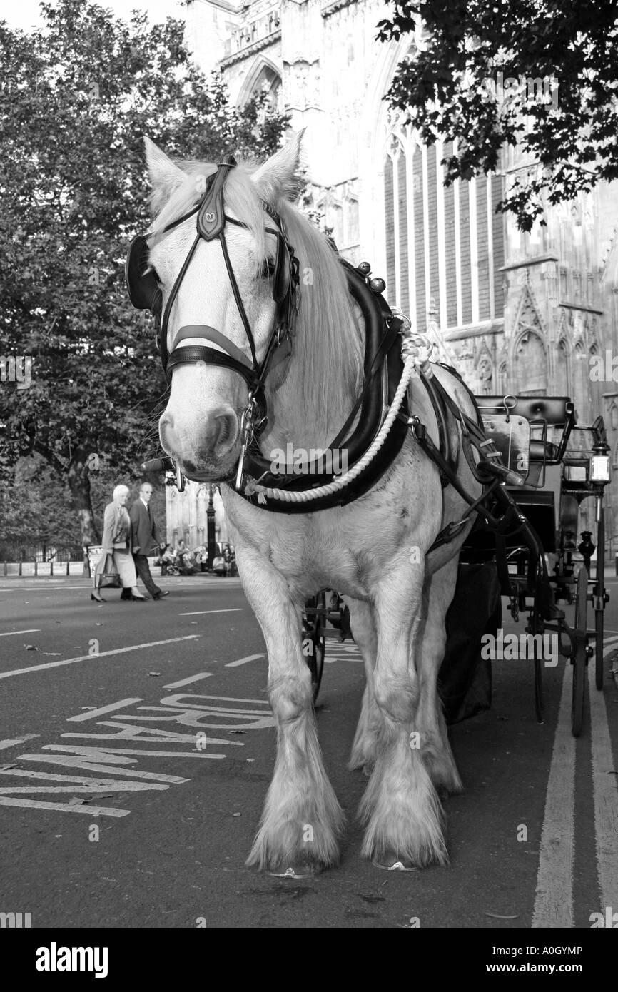 York carriage Black and White Stock Photos & Images - Alamy
