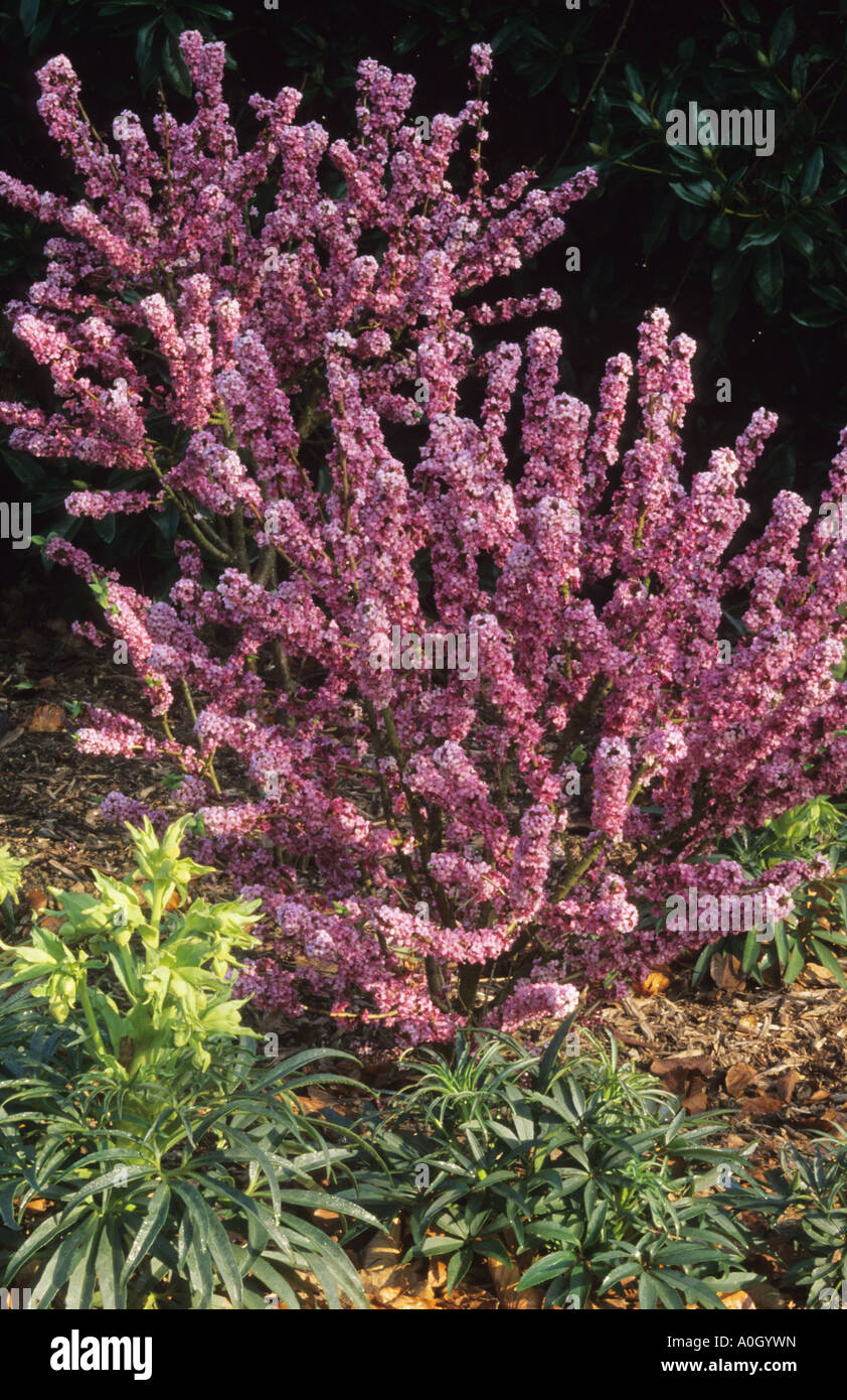 Daphne mezereum border hi-res stock photography and images - Alamy