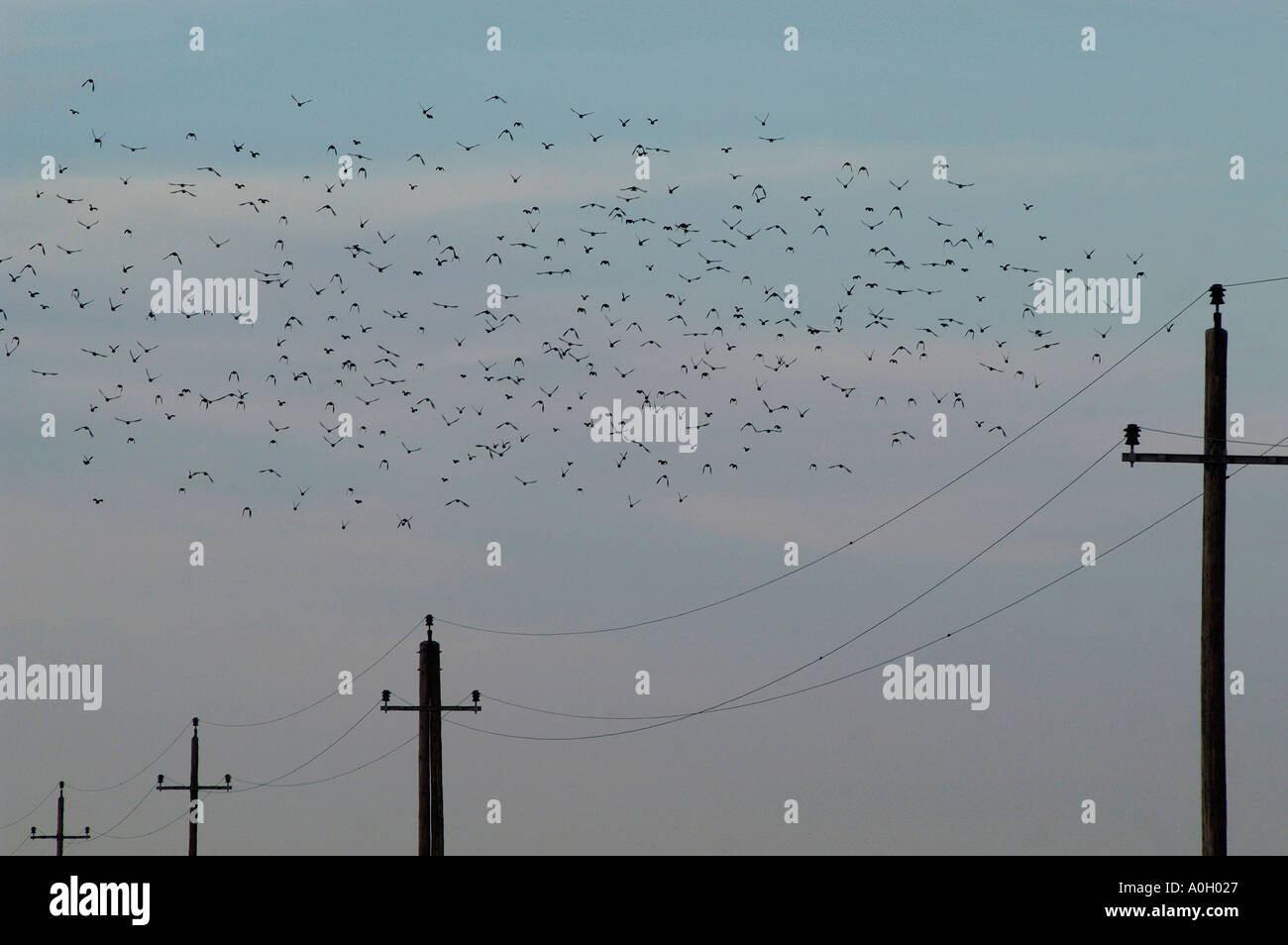 Light flocking hi-res stock photography and images - Alamy