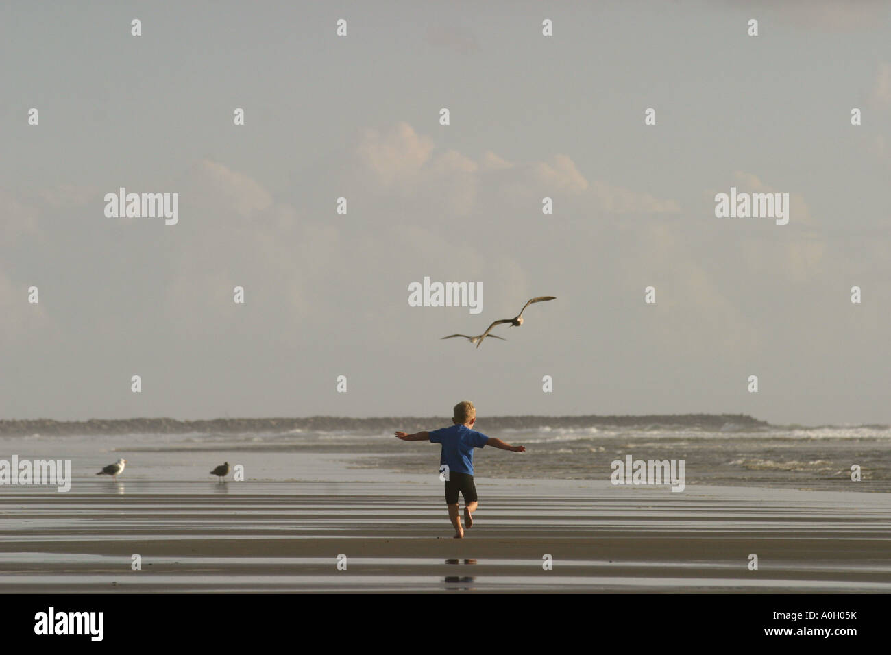 A boy chasing seagulls on the beach with his arms out Stock Photo - Alamy