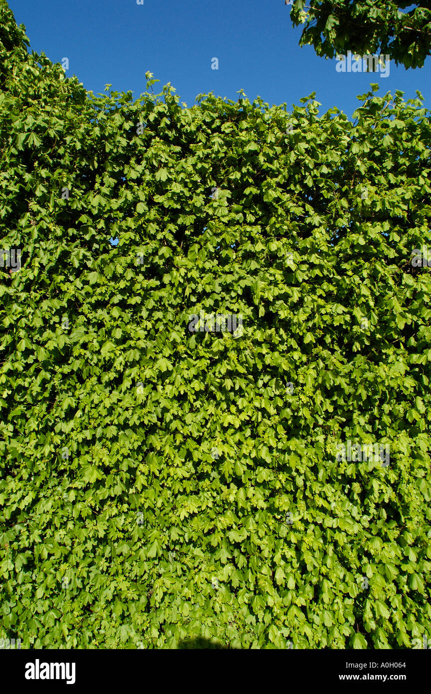 field maple fence Stock Photo - Alamy