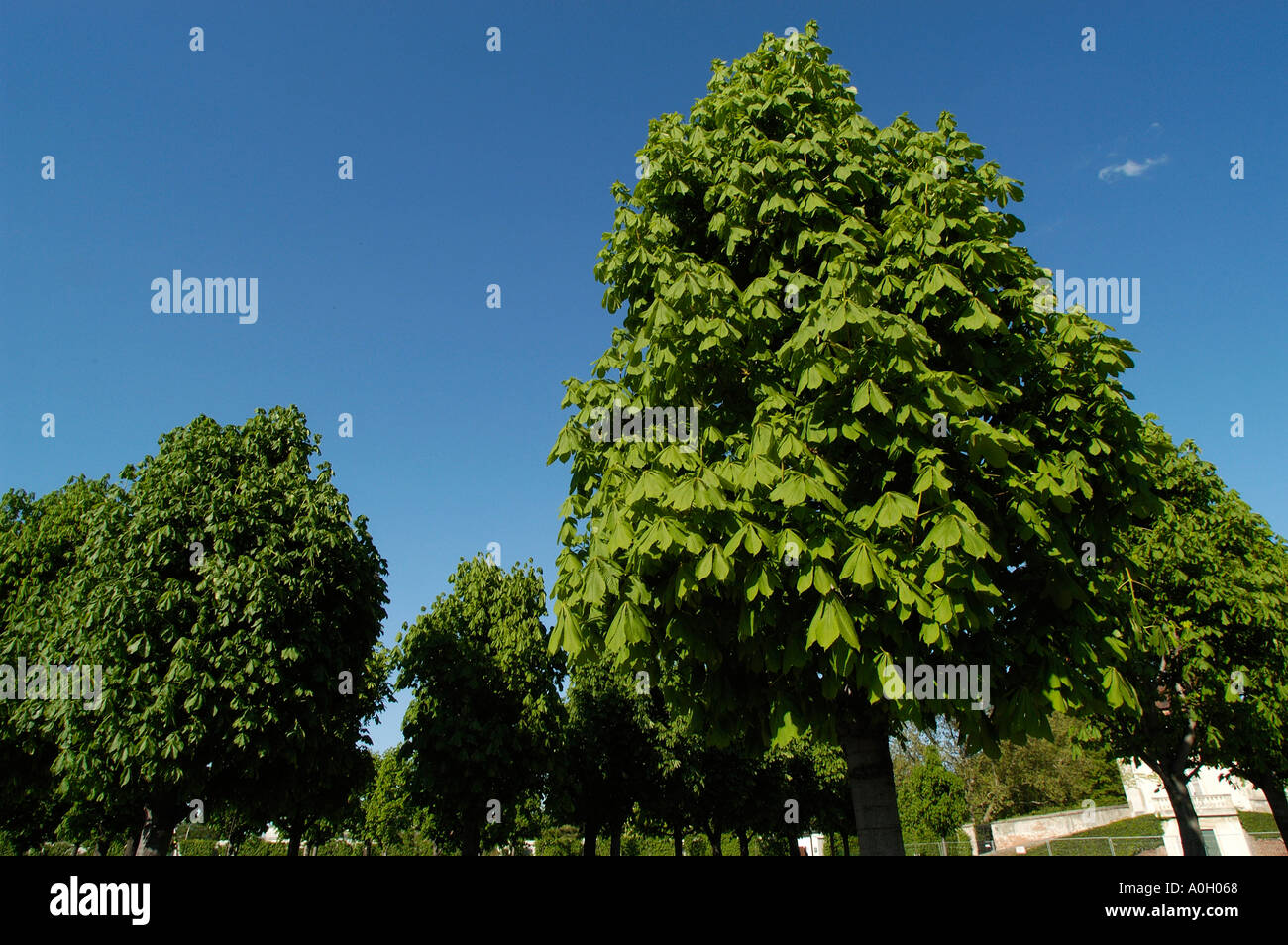 alley at Upper Belvedere in Vienna Stock Photo - Alamy