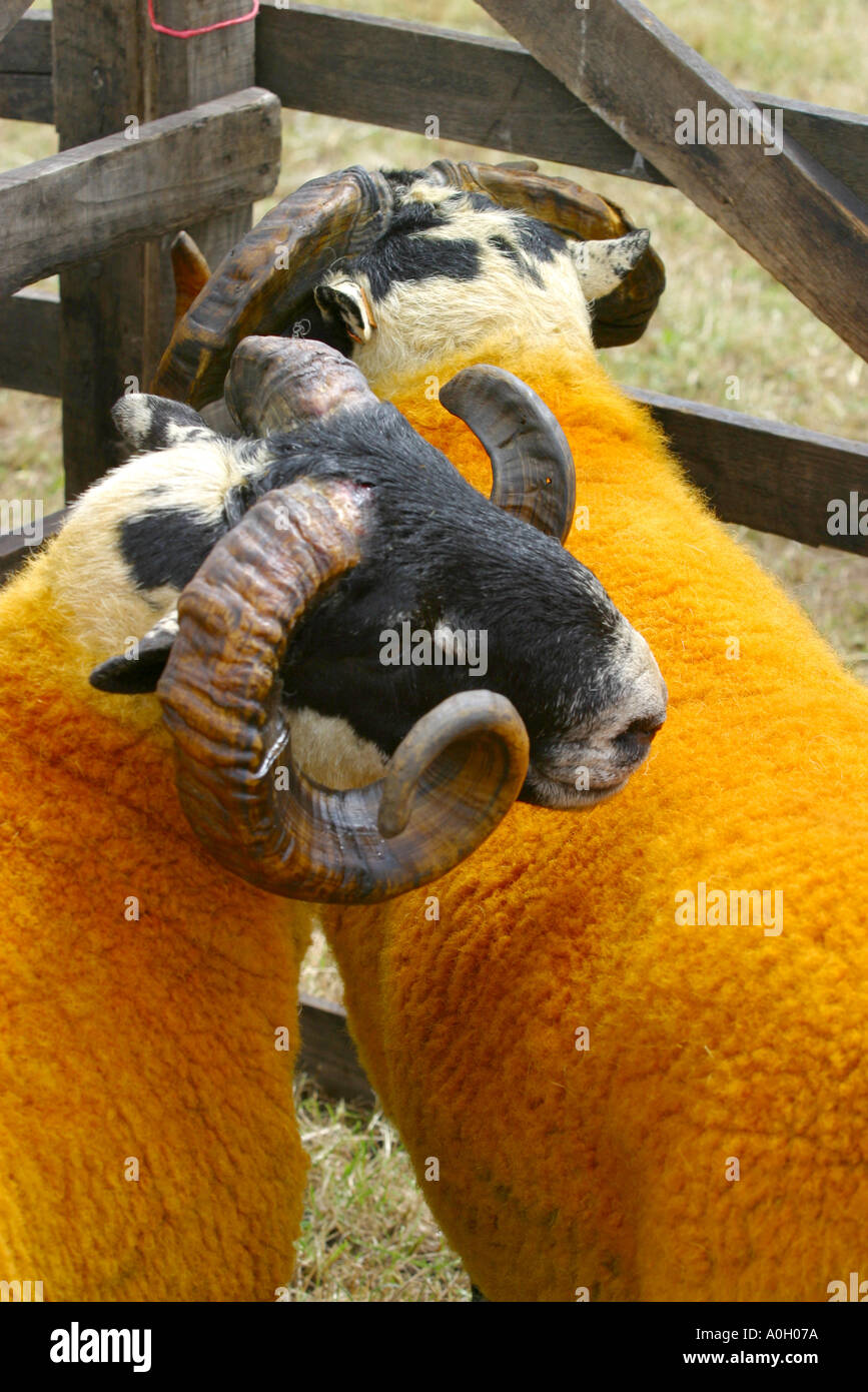 Orange coloured sheep at country fair Stock Photo - Alamy