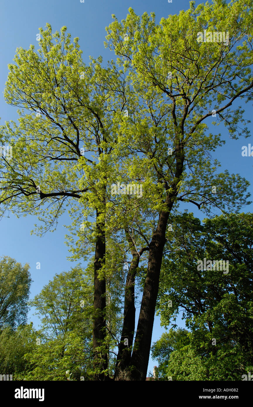 fraxinus excelsior, ash tree in spring-time Stock Photo - Alamy