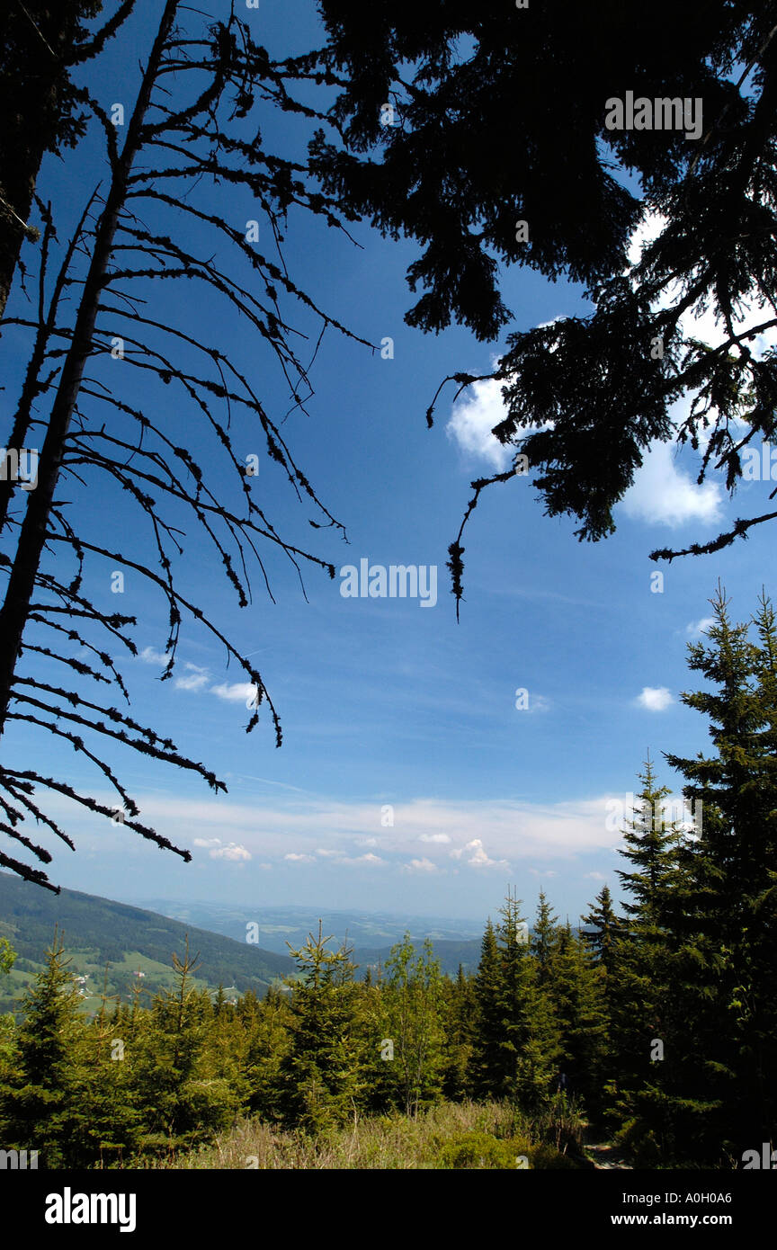 Tree trees valley forest hi-res stock photography and images - Alamy