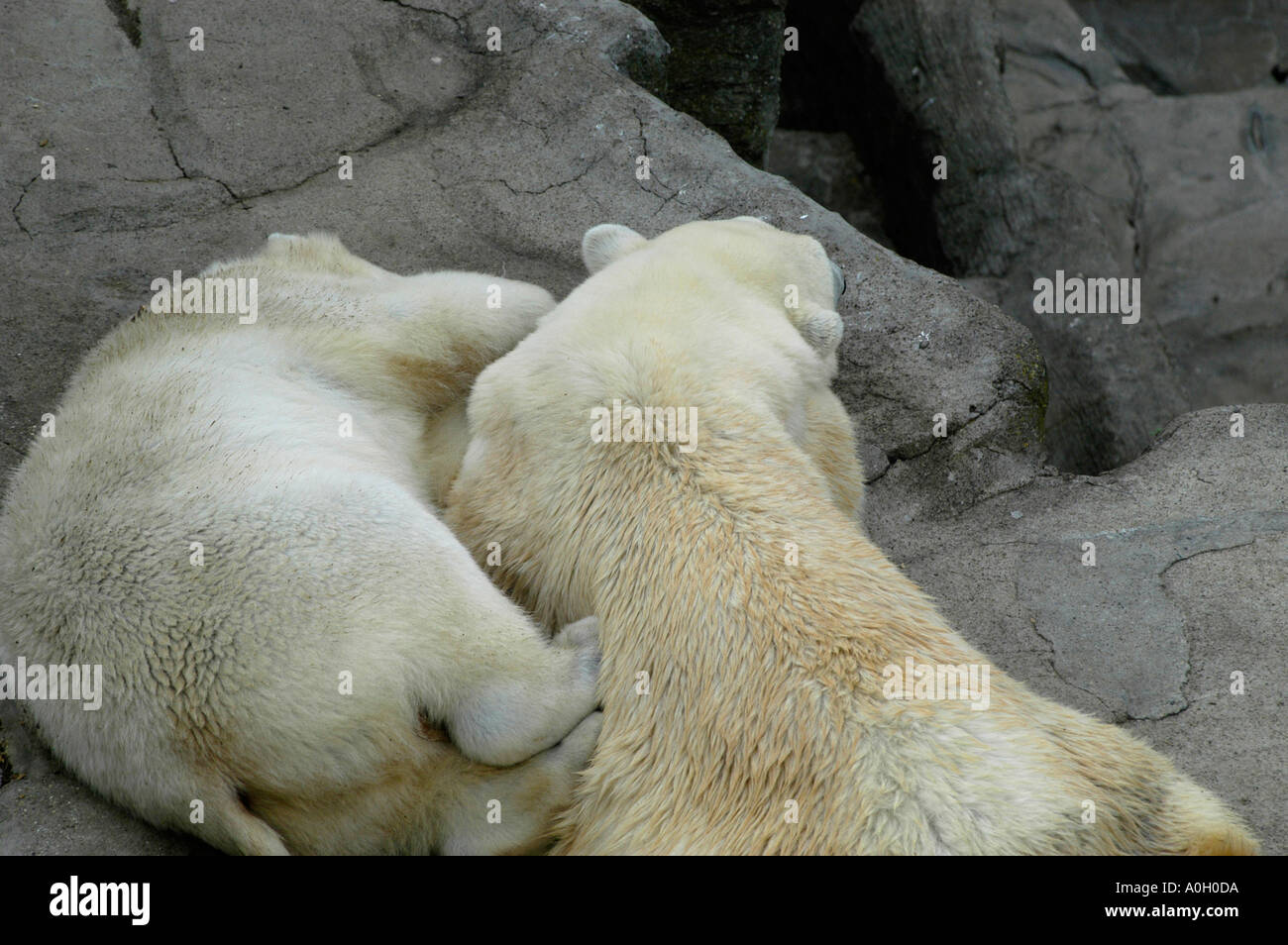 polar bear with offspring Stock Photo - Alamy
