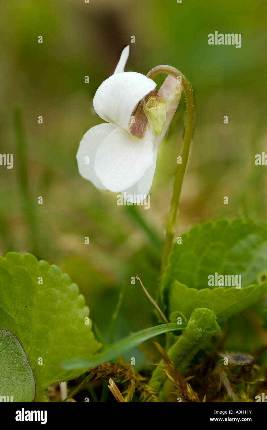 White Sweet Violet Viola odorata Stock Photo - Alamy