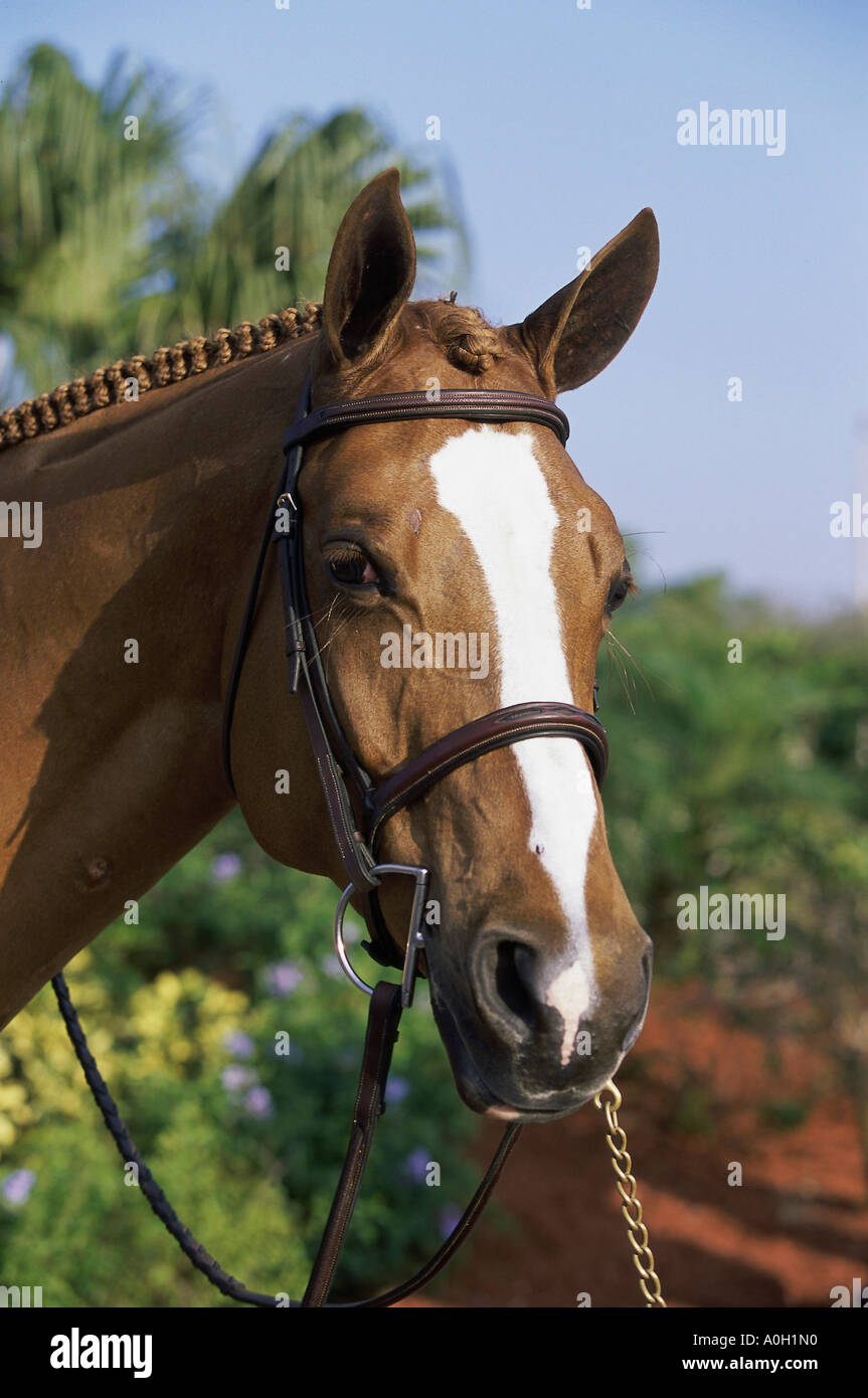 Trakehner horse hi-res stock photography and images - Alamy