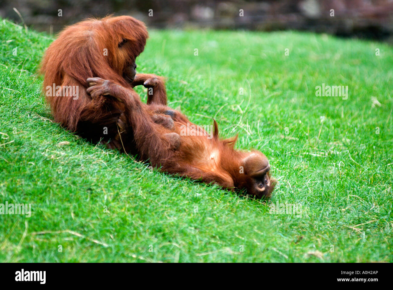 Orangutan Afrika Welcome To The Rainforests Of Borneo, An Adventure