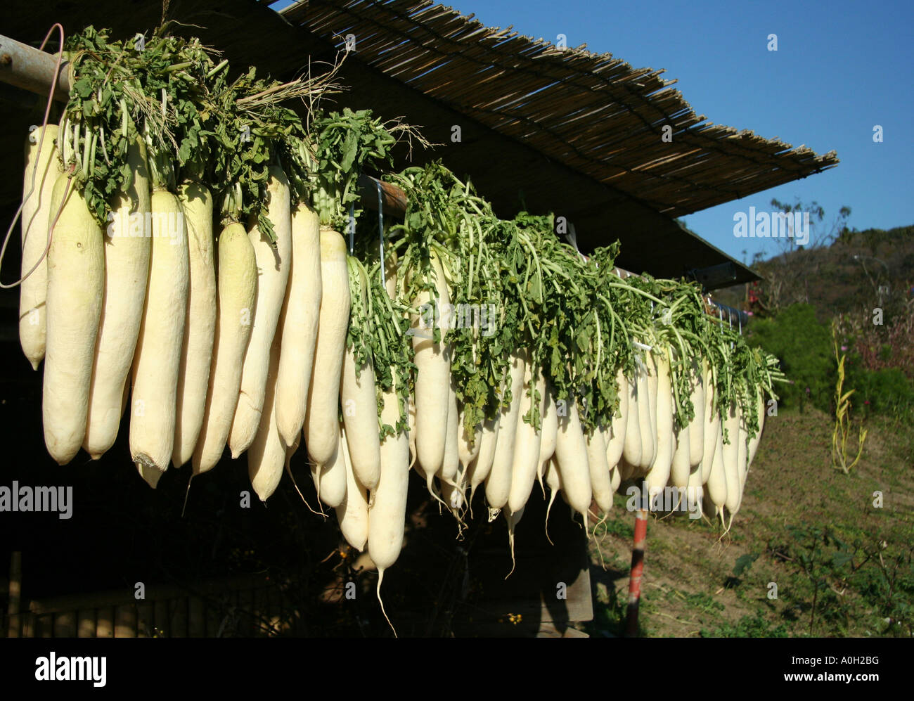 Japanese daikon radishes hi-res stock photography and images - Alamy