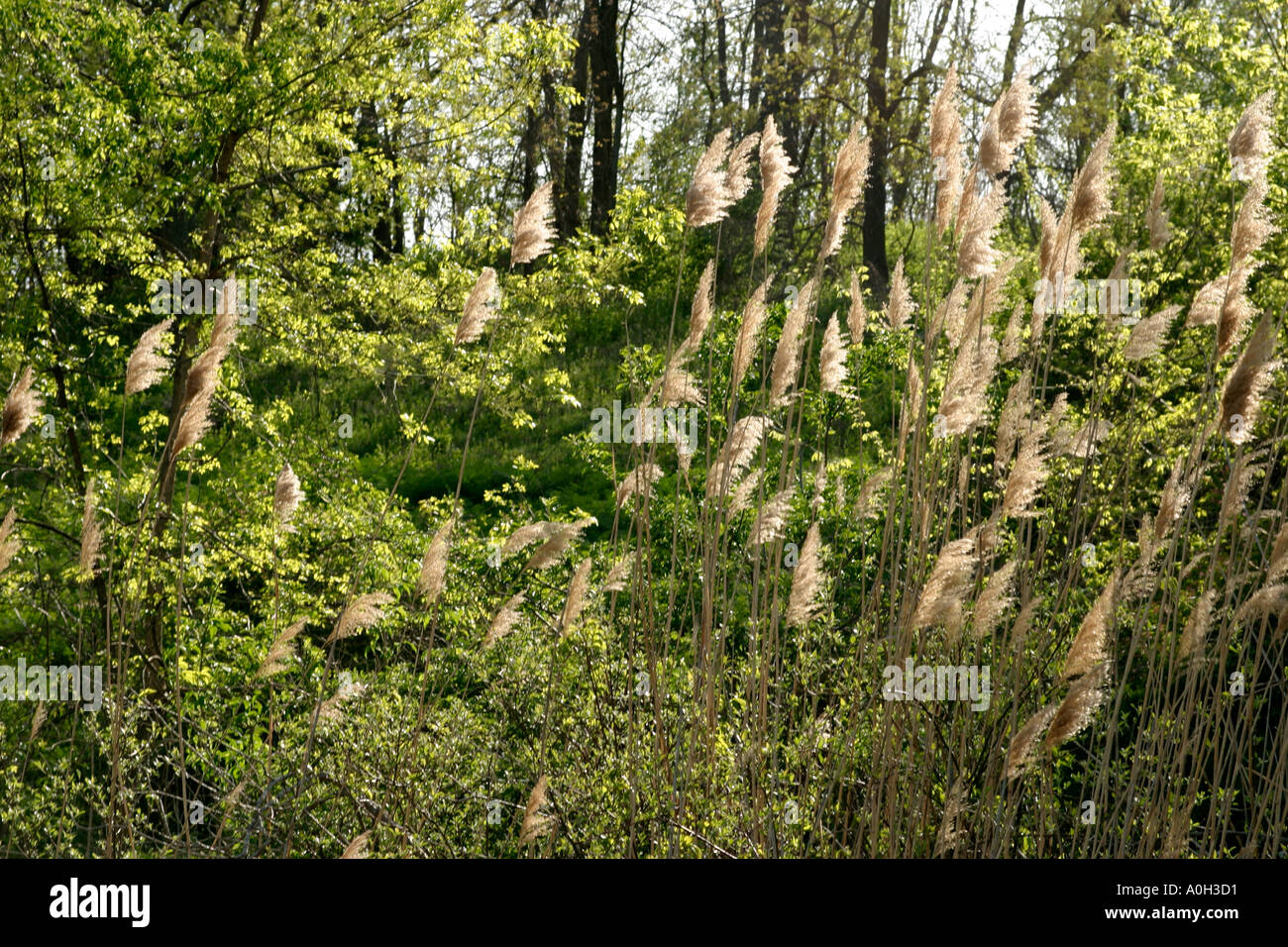 Tall Brown Grass Stock Photo - Alamy