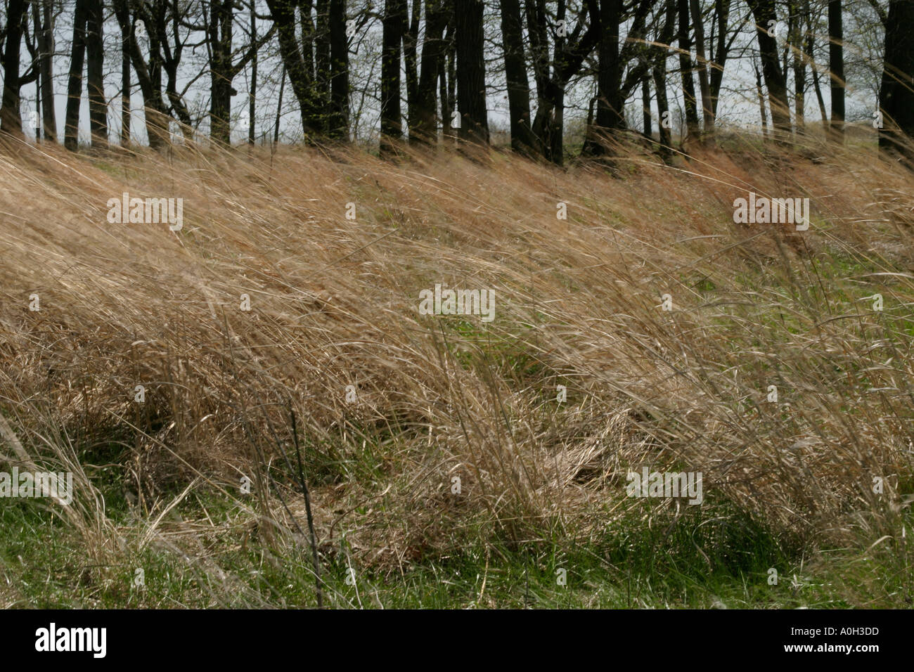 Grass Blowing in Wind Stock Photo - Alamy