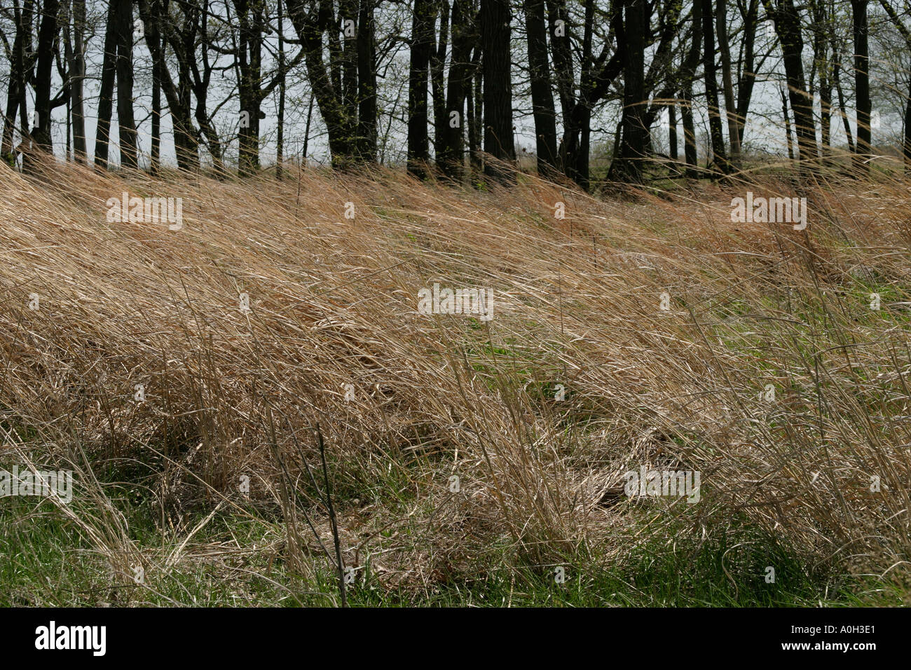 Grass Blowing in Wind Stock Photo - Alamy