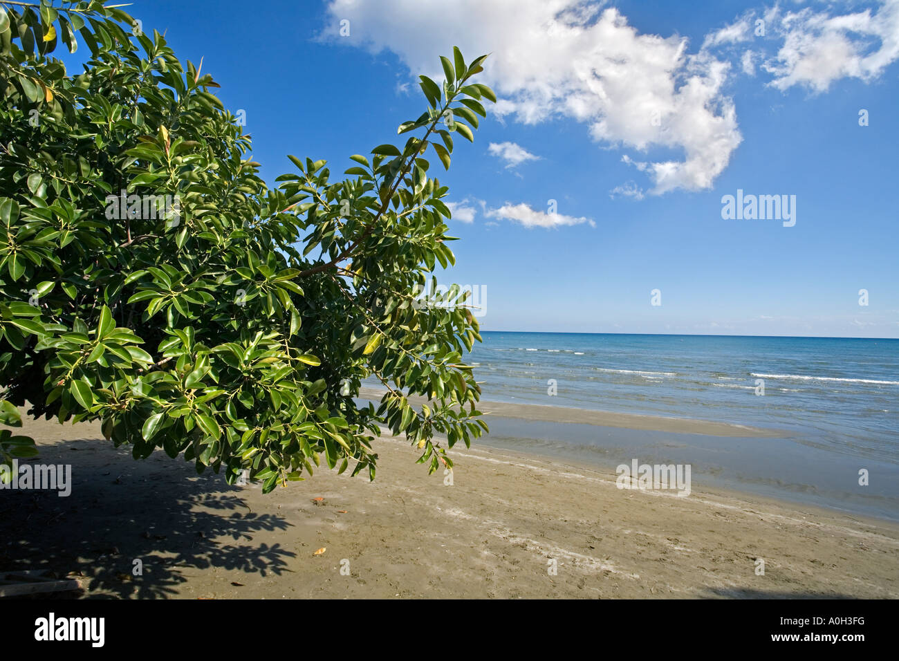 A large rubber tree growing on the beach, next to the fort at Larnaka ...