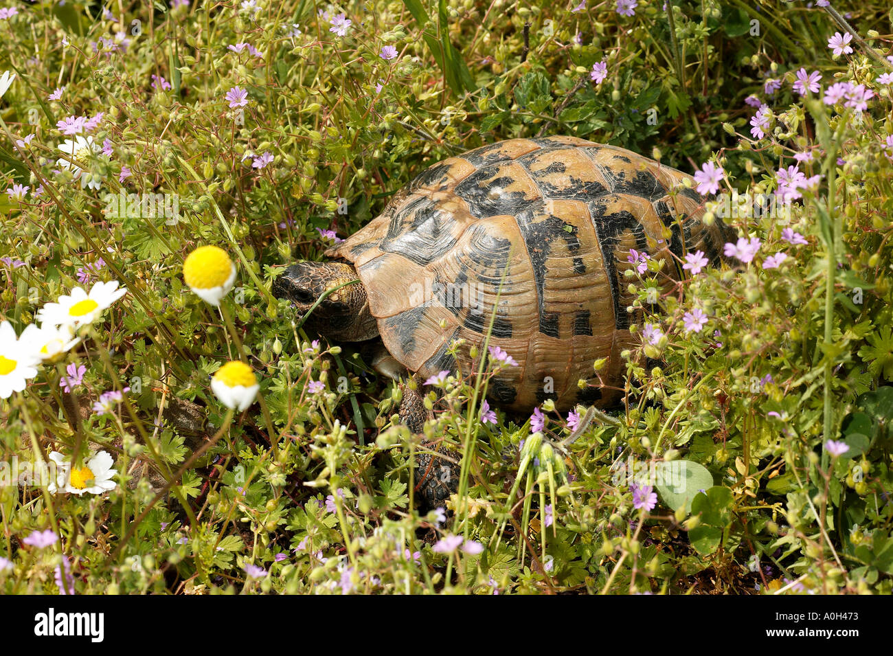 Hermann s tortoise hi-res stock photography and images - Alamy