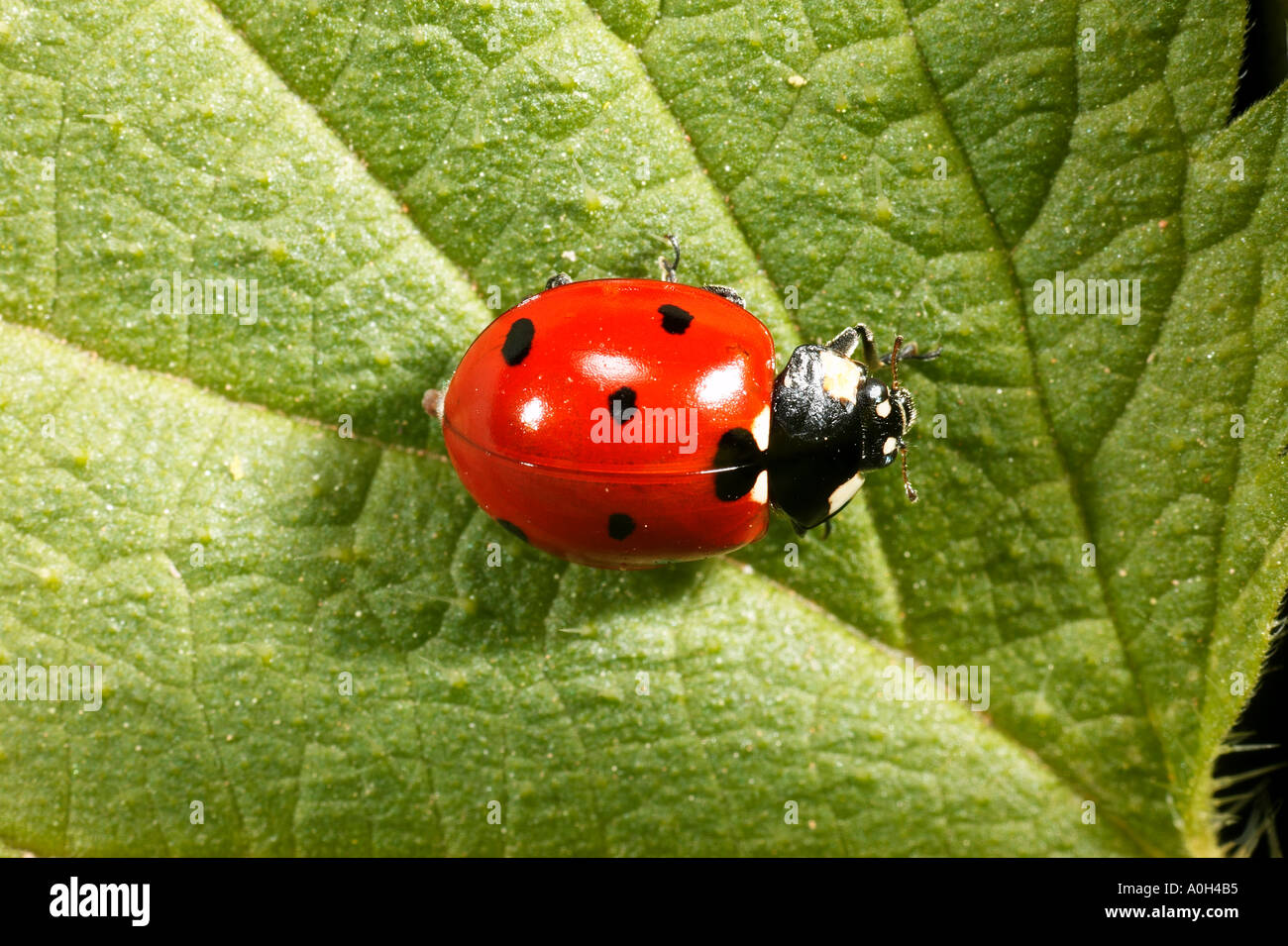 beetles ladybird coleoptera Stock Photo - Alamy