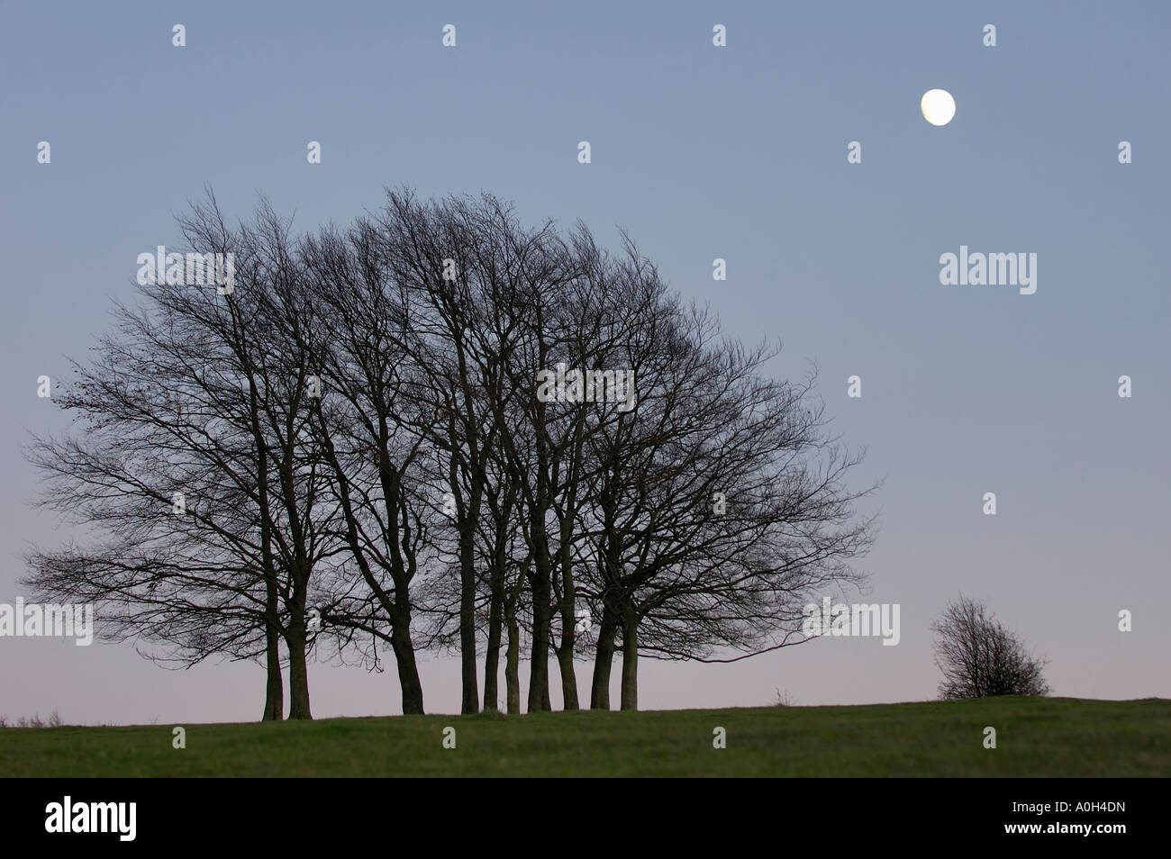 Small group of trees and Moon Stock Photo - Alamy