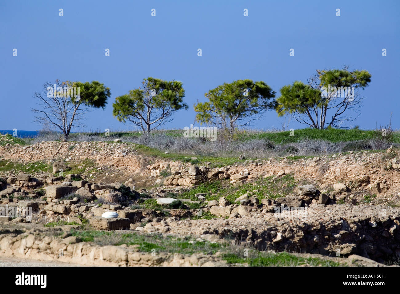 A ROW OF TREES AT THE WORLD HERITAGE SITE IN PAPHOS AT PAPHOS CYPRUS ...