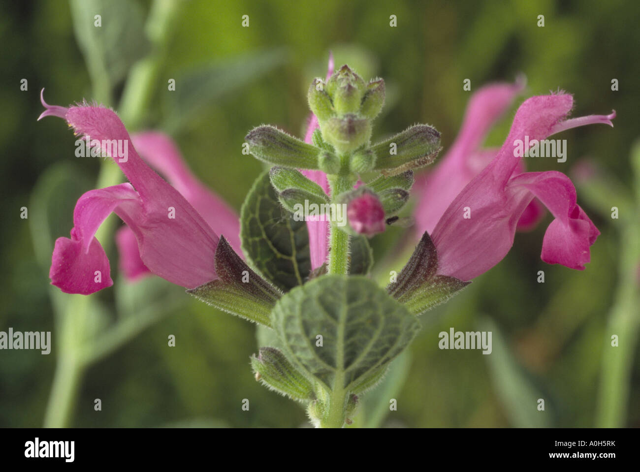 Salvia microphylla buds hi-res stock photography and images - Alamy