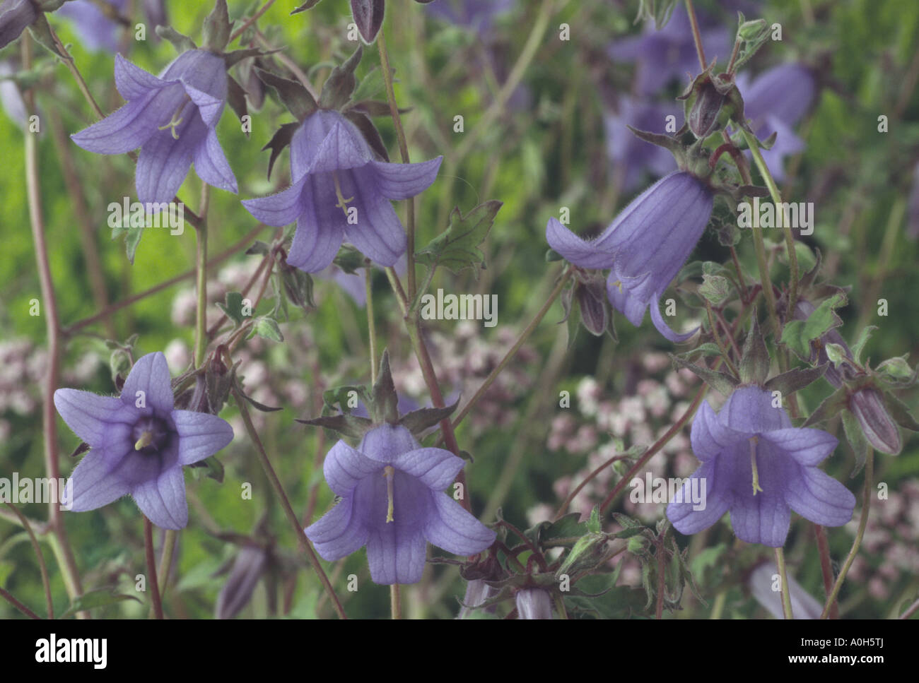 Symphyandra cretica. Close up of several bell shaped blue flowers on ...