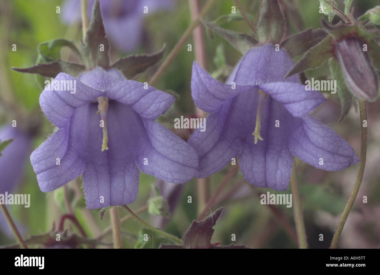 Symphyandras hi-res stock photography and images - Alamy