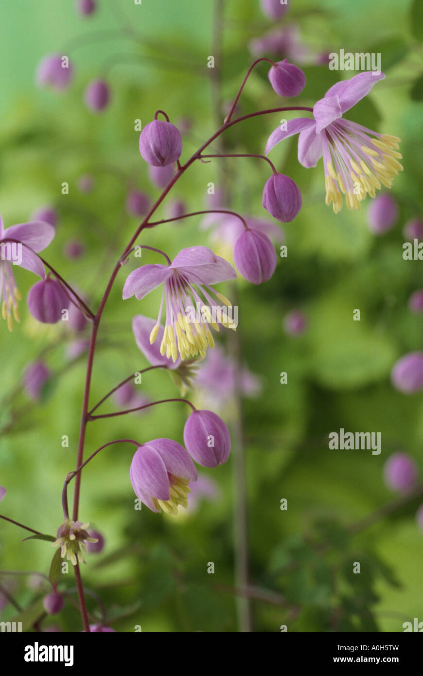 Thalictrum delavayi hi-res stock photography and images - Alamy