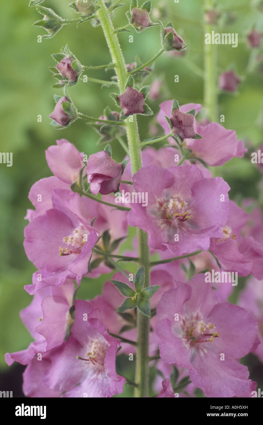 Verbascum phoeniceum hi-res stock photography and images - Alamy